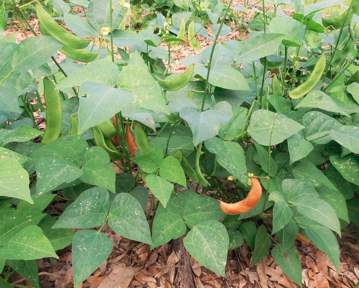Jackson Wonder Lima Bean Seeds - For 2025 Planting Speckled Baby ...
