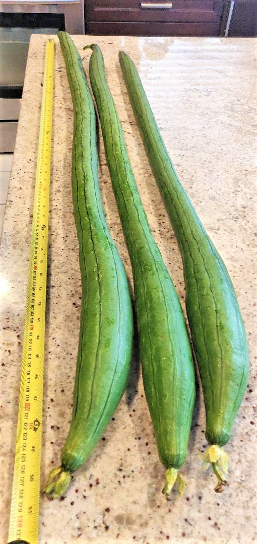 Extra Long Smooth Luffa Gourd Seeds - For 2026 Planting Smooth ...