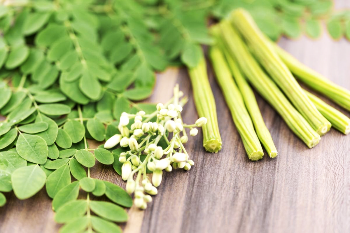 Moringa Tree Seeds | Moringa Oleifera Drumstick Horseradish Edible Pods ...