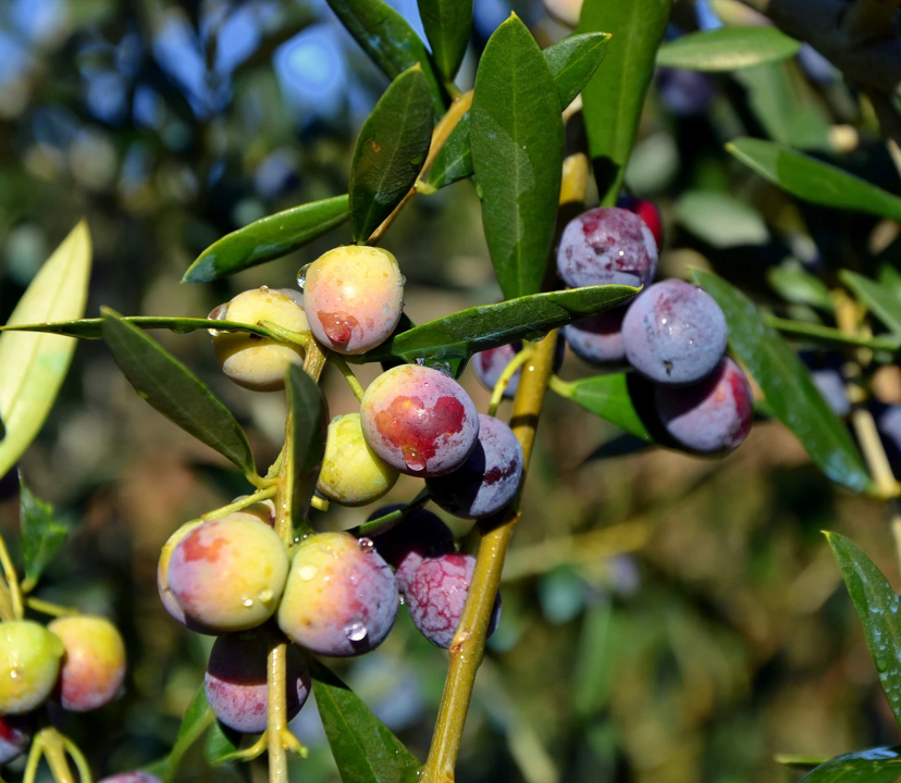 Canino Olive Tree Seeds | Canina Tuscan Mediterranean Italian Extra ...
