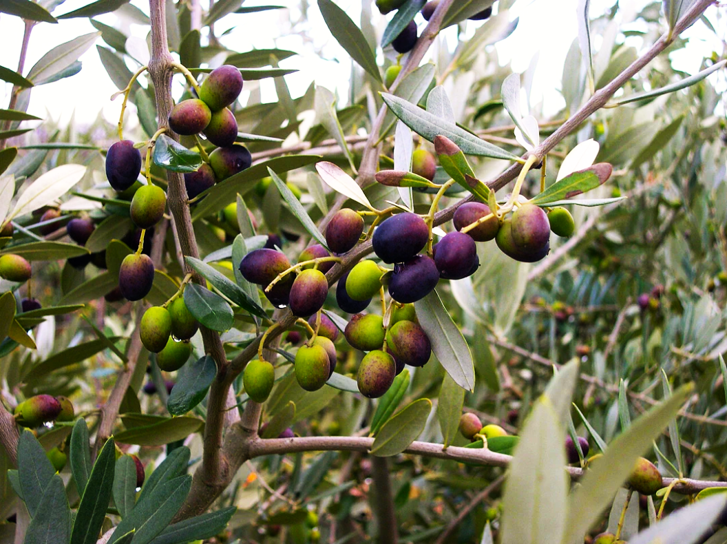 Canino Olive Tree Seeds | Canina Tuscan Mediterranean Italian Extra ...
