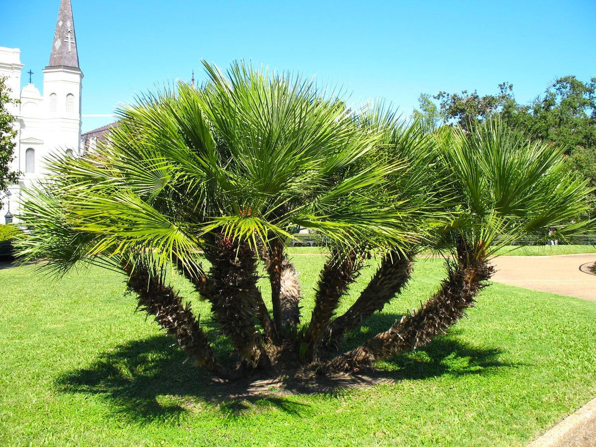 European Fan Palm Tree Seeds | Chamaerops Humilis Mediterranean Dwarf ...