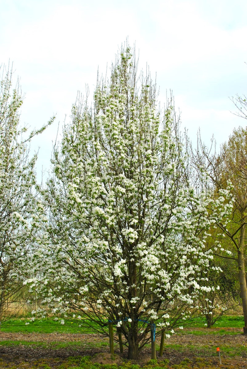 Bartlett Pear Tree Seeds | Williams Common Domestic European Pears ...
