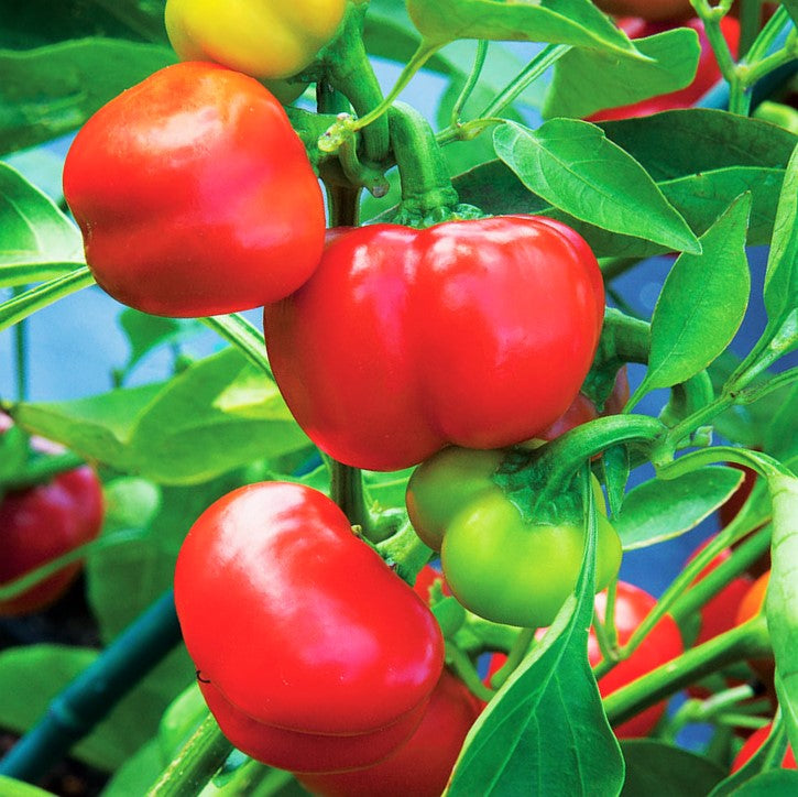 Pimento Pepper Seeds - For 2025 Planting Pimiento 100 Scoville Units ...