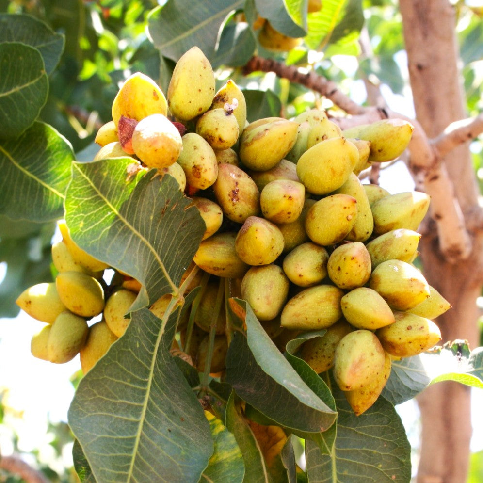 Pistachio Tree Seeds - For 2025 Planting Pistacia Vera Green Pista ...