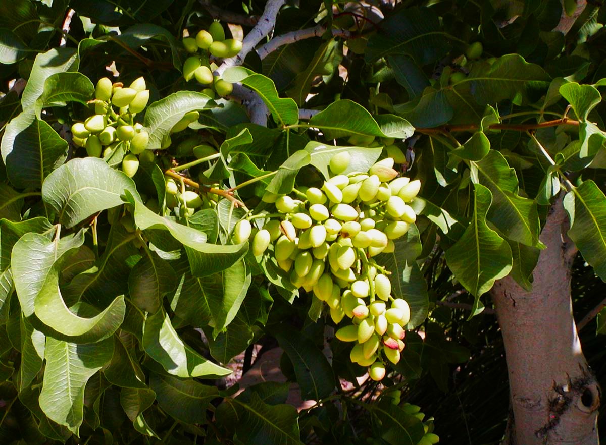 Pistachio Tree Seeds | Pistacia vera Green Pista Pistache Eastern ...