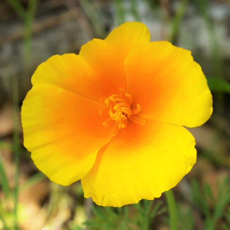 Golden West California Poppy Seeds - For 2025 Planting E. californica ...