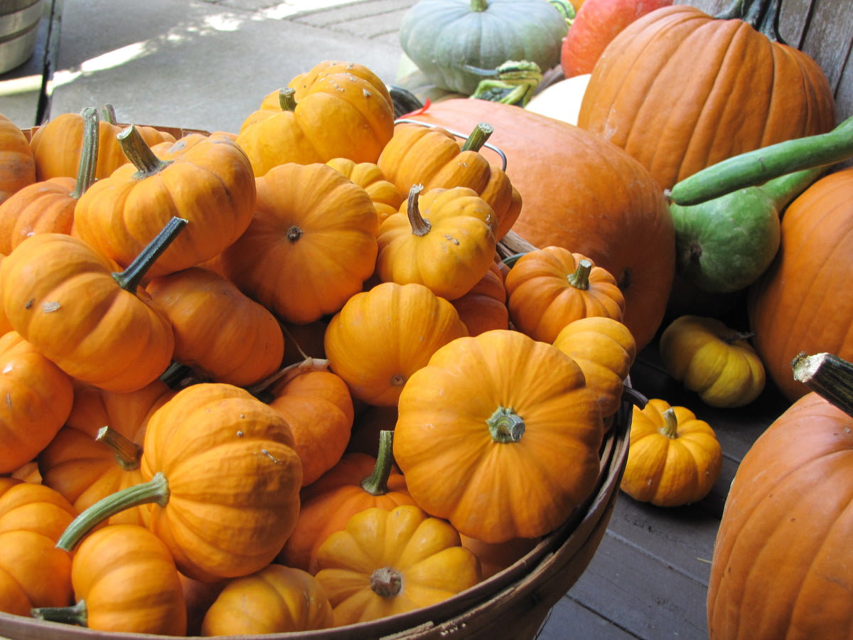 Jack Be Little Pumpkin Seeds | Miniature Orange Pumpkins Untreated ...