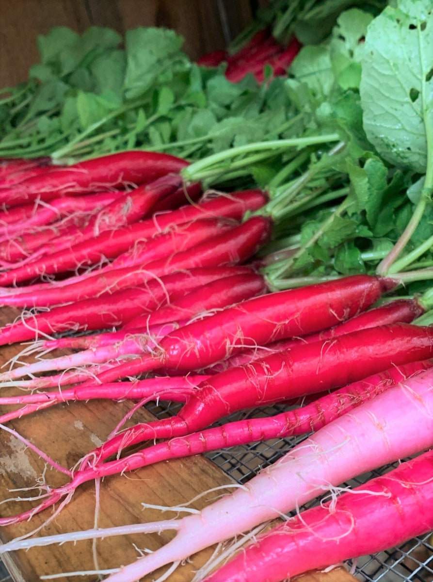 Fire Candle Radish Seeds - For 2025 Planting Raphanus Sativus Long Red ...