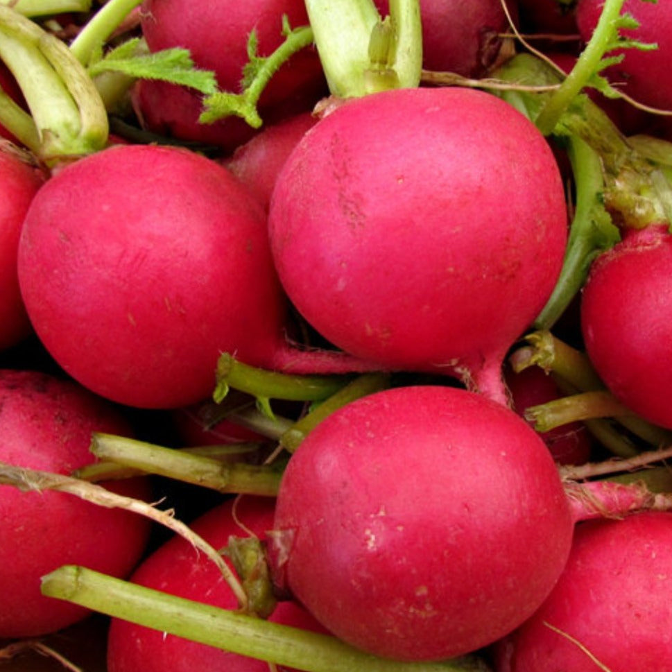 German Giant Radish Seeds - For 2025 Planting Large Red Globe Radishes ...
