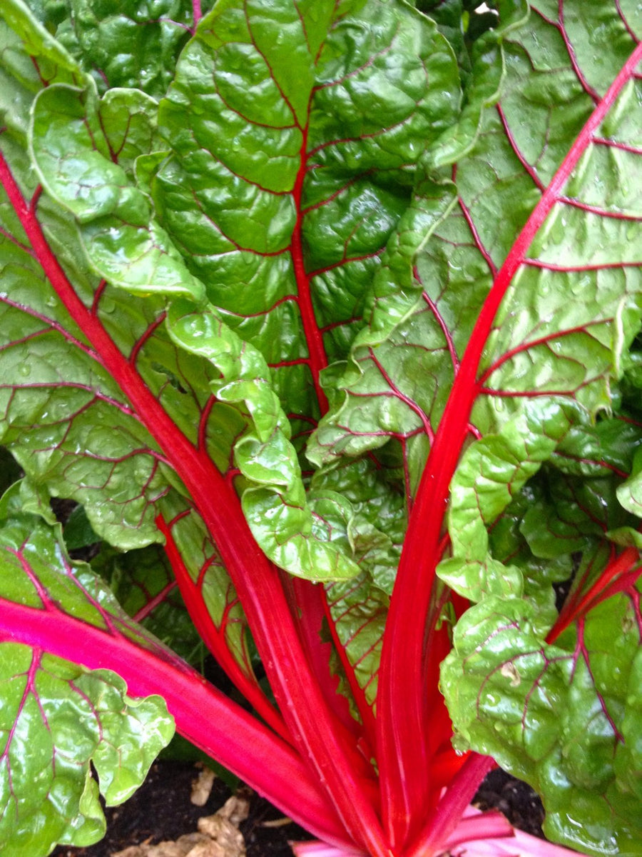 Ruby Red Rhubarb Swiss Chard Seeds - For 2025 Planting USA Garden ...