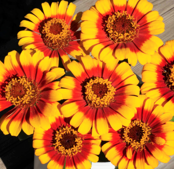 Sombrero Zinnia Seeds - For 2025 Planting Long-Lasting Garden Flower ...