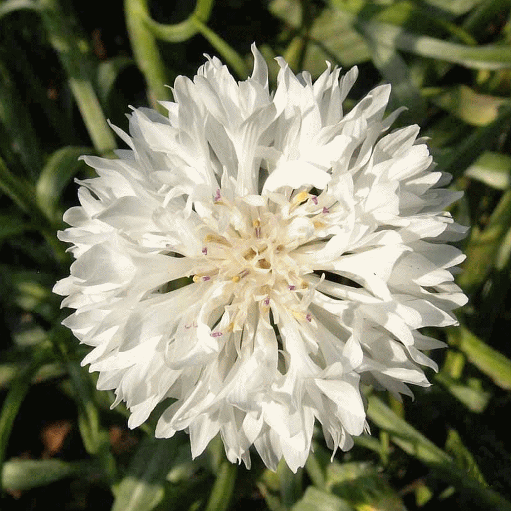 White Tall Bachelor Button Seeds - For 2025 Planting Non-GMO Heirloom ...
