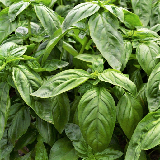 Italian Large-Leaf Basil Seeds | For Planting Sweet Extra-Large ...