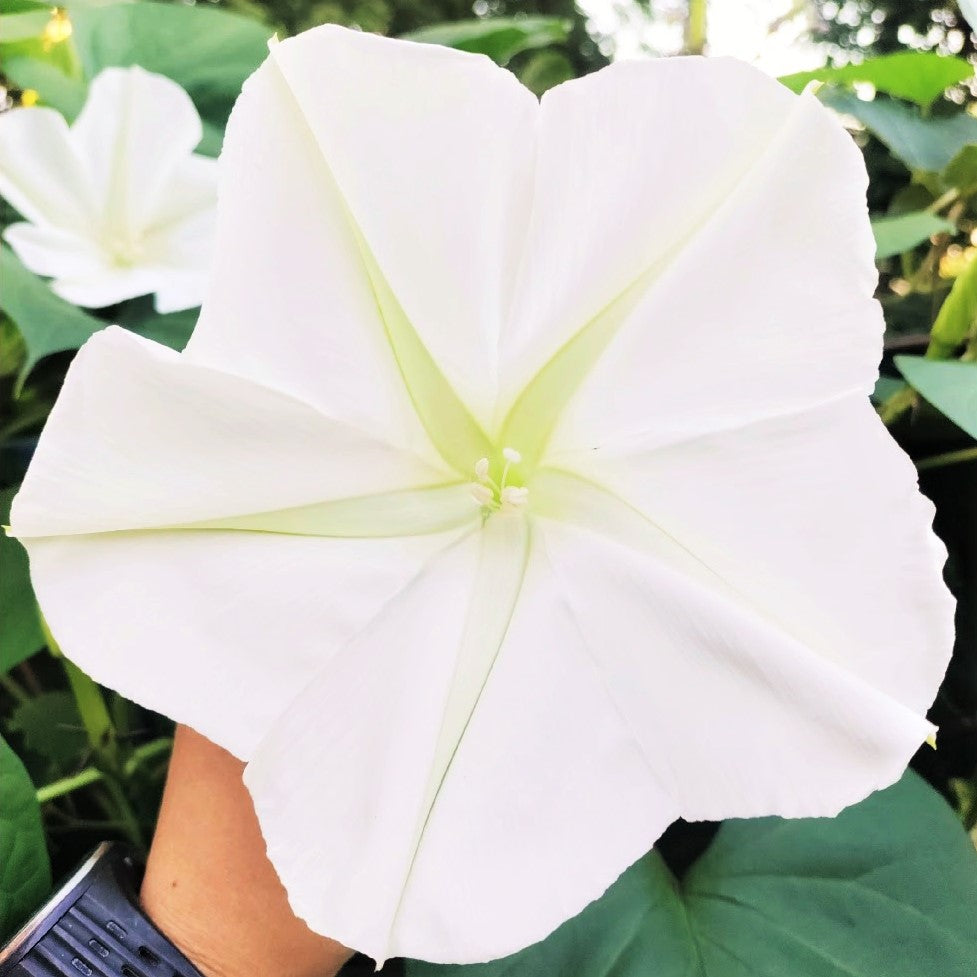 Ipomoea Alba