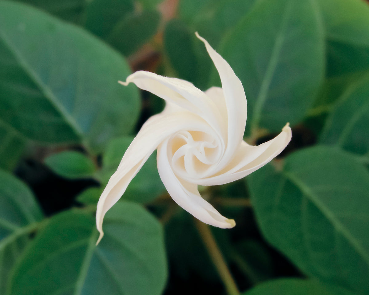 Moonflower Seeds | Ipomoea Alba Moon Flower Large Tropical White ...