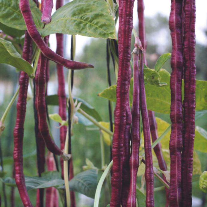 Purple Mart Yard Long Bean Seeds | USA Vegetable Asparagus Asian Green ...