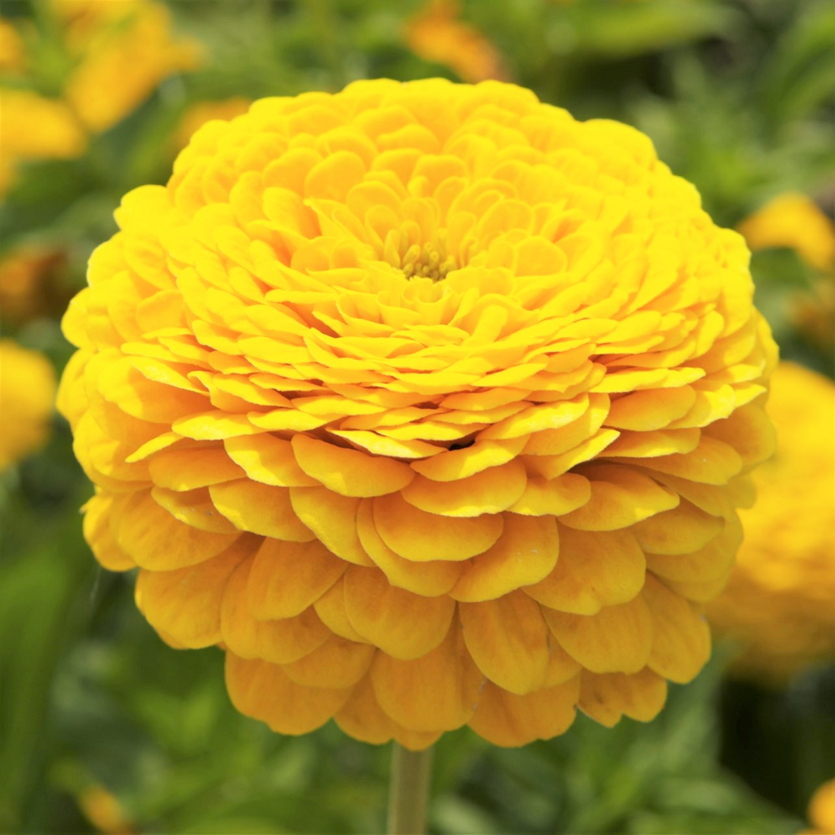 Canary Bird Zinnia Seeds | Yellow Zinnia Elegans Giant Cut And Come ...