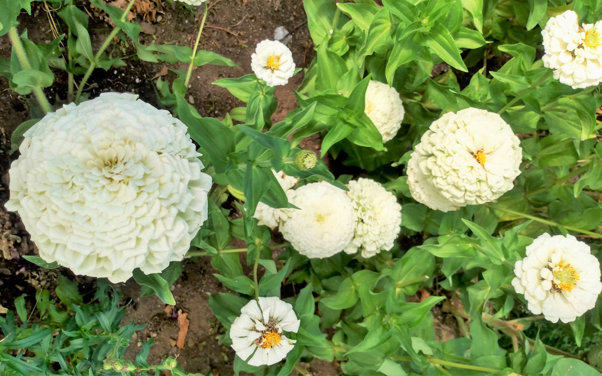Polar Bear White Zinnia Seeds | Zinnia Elegans Giant Cut And Come Again ...
