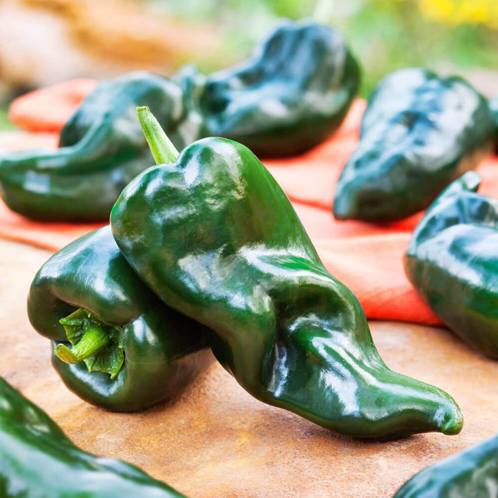 Poblano Pepper Seeds (Ancho Chili Peppers)| Traditional Dark Green ...