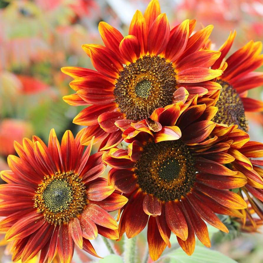 Autumn Beauty Sunflower Seeds | USA Garden Flowers Big Orange Yellow ...