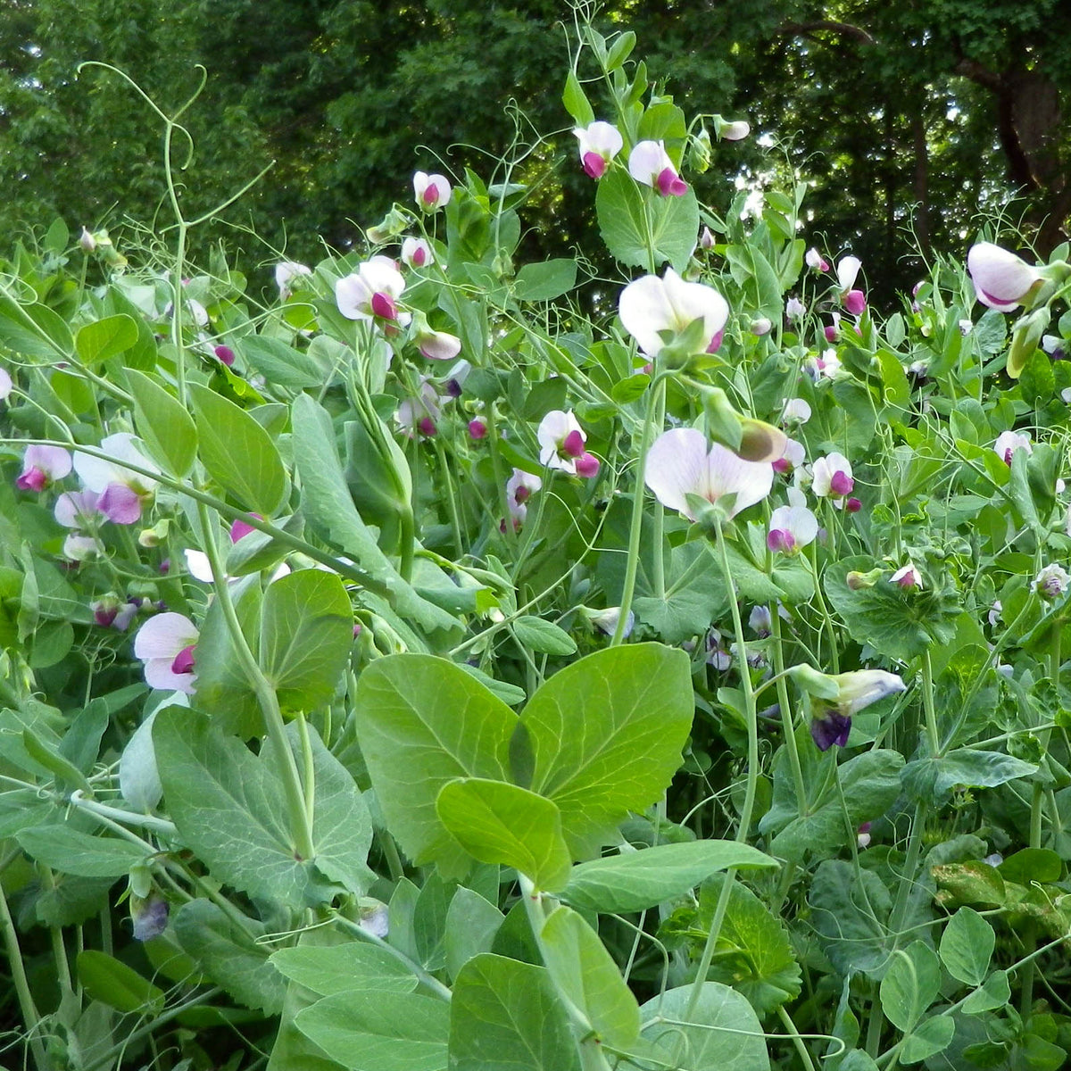 Austrian Winter English Pea Seeds | Pod USA Garden Vegetable Field Peas ...