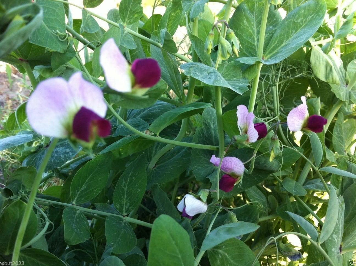 Austrian Winter English Pea Seeds | Pod USA Garden Vegetable Field Peas ...
