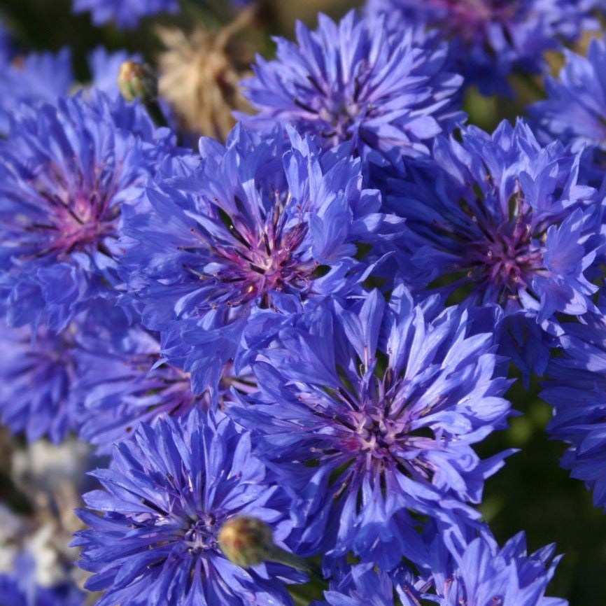 Dwarf Blue Bachelor Button Seeds | Centaurea Cyanus Blue Cornflower ...