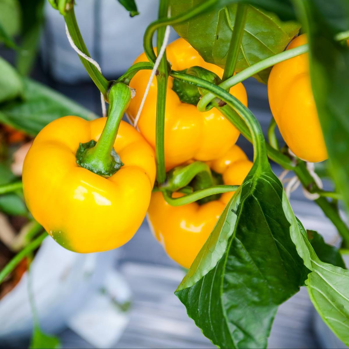 Golden Cal Wonder Sweet Bell Pepper Seeds | Yellow California Belle ...