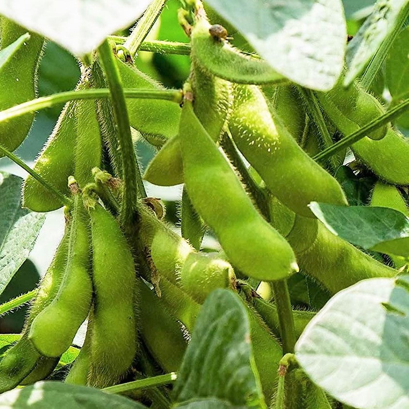 10 Asian Vegetable Seeds Mix Combination Pack |NonGMO Heirloom Garden ...