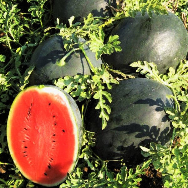 Black Diamond Watermelon Seeds | Black Beauty Florida Giant Watermelons ...