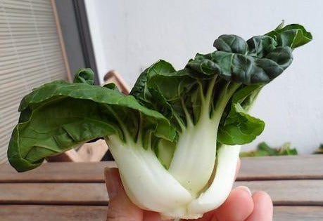 Baby White Stem Bok Choy Seeds | Extra Dwarf Pak Choi Seeds USA Pok ...
