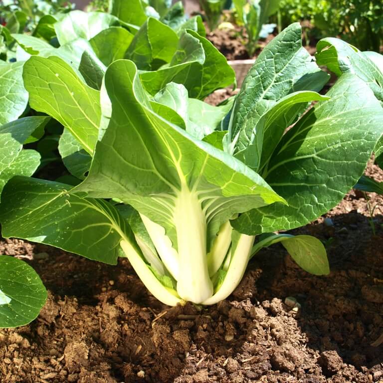 Large White Stem Canton Bok Choy Seeds | Pak Choi Pok Choy Canton Joi ...