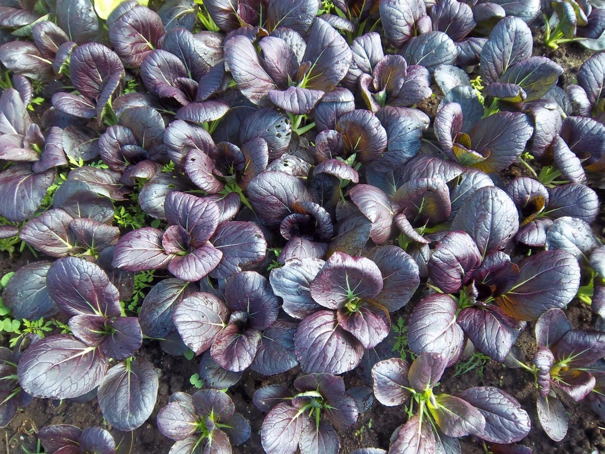 Purple Lady Bok Choy Seeds | Pak Choi USA Pok Choy Canton Asian ...