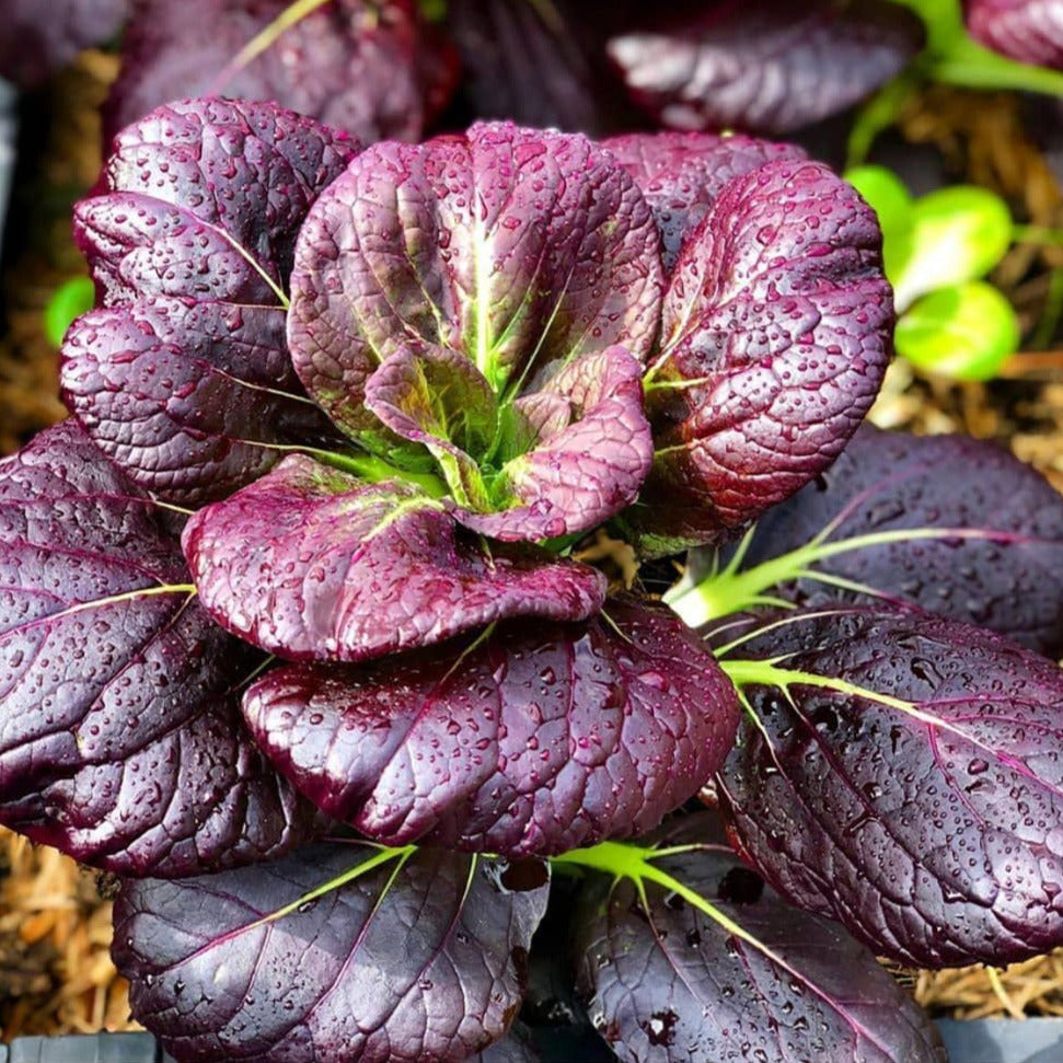 Purple Lady Bok Choy Seeds | Pak Choi USA Pok Choy Canton Asian ...