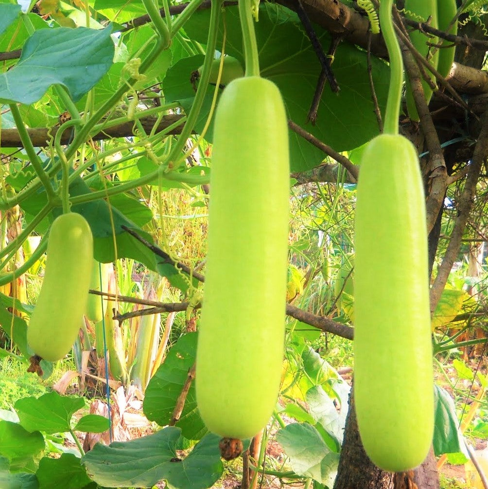 Calabash Bottle Gourd Seeds | Lauki Dudhi Long Melon Loki Indian Doodhi ...