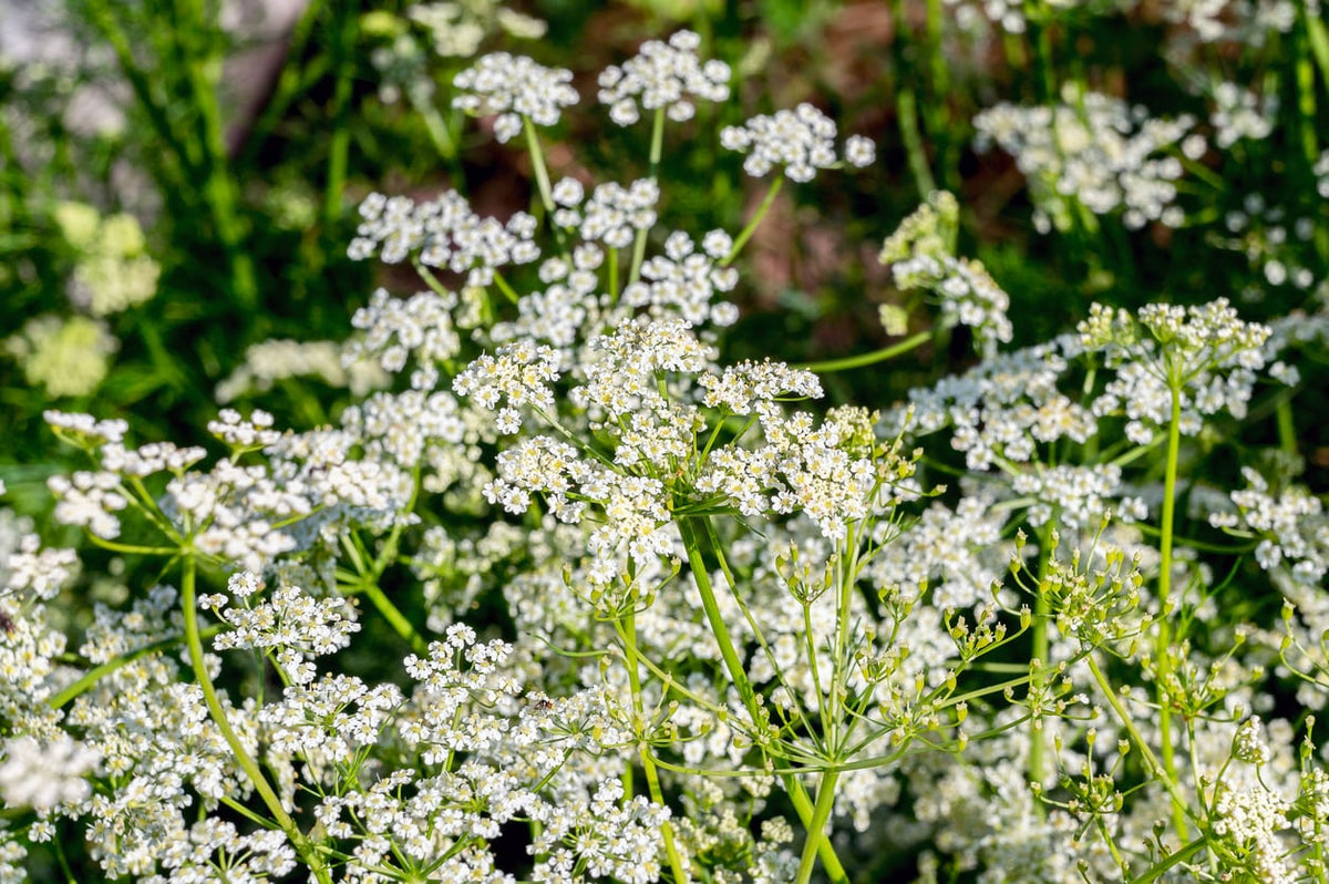 Caraway Seeds | Non GMO Heirloom Herbs Vegetable USA Plant Leaf Herb ...