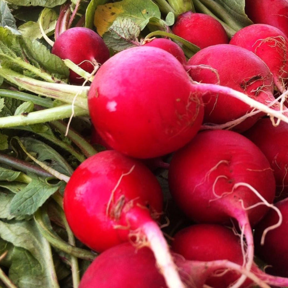 Crimson Giant Radish Seeds | Raphanus sativus Big Round Red Radishes ...