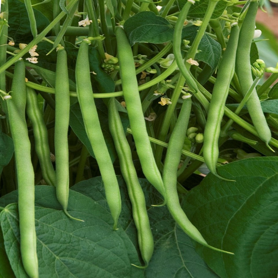Burpee Stringless Green Bean Seeds (Bush) | Non GMO Thick Meaty ...