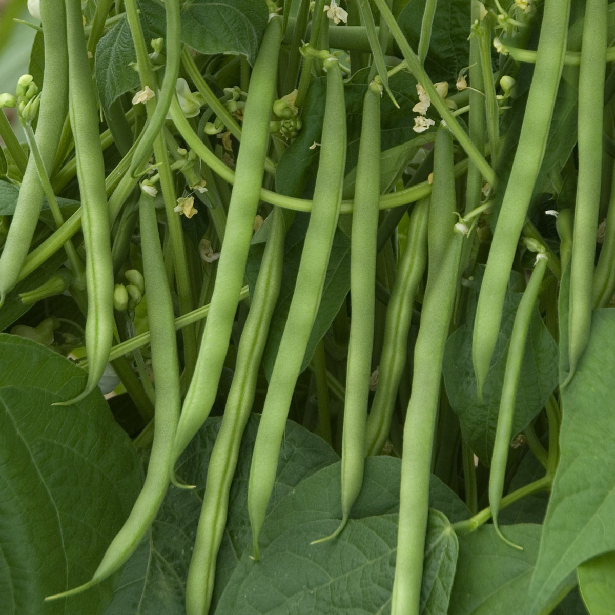 Contender Green Bean Seeds (Bush) | USA Garden Vegetable Stringless ...