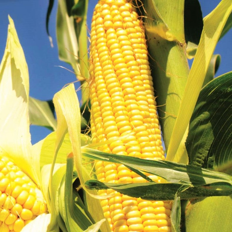 Early Sunglow Yellow Sweet Corn Seeds | SU Sugary Hybrid Fast Growing ...