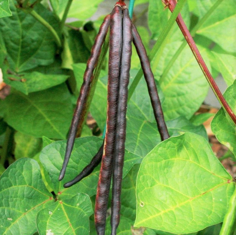 Knuckle Purple Hull Cowpea Seeds | Brown Crowder Southern Field Pea ...