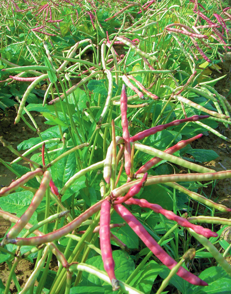 Top Pick Brown Crowder Pea Seeds | Non GMO USA Vegetable Pink Red ...