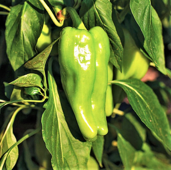Cubanelle Pepper Seeds | 1,000 Scoville Mild Cuban Pepper Heirloom ...
