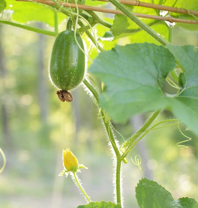 Fuzzy Star Fuzzy Melon Seeds | Wax Gourd Fuzzy Hair Hairy Squash Chi ...