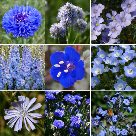 9 Species Mix Blue Wildflower Seeds | Multi Variety Mix Blue Flowers ...