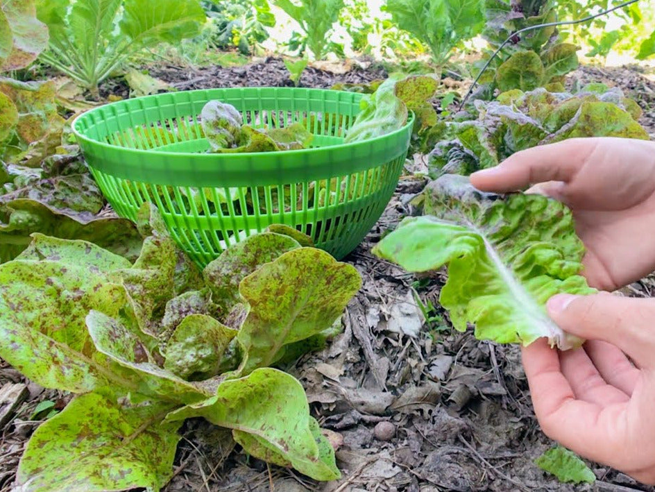 Freckles Romaine Lettuce Seeds | Lactuca Sativa Red Speckled Freckled ...