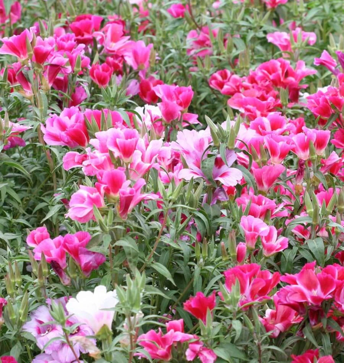 Farewell to Spring Seeds | Non GMO Heirloom Godetia Clarkia Amoena Pink ...