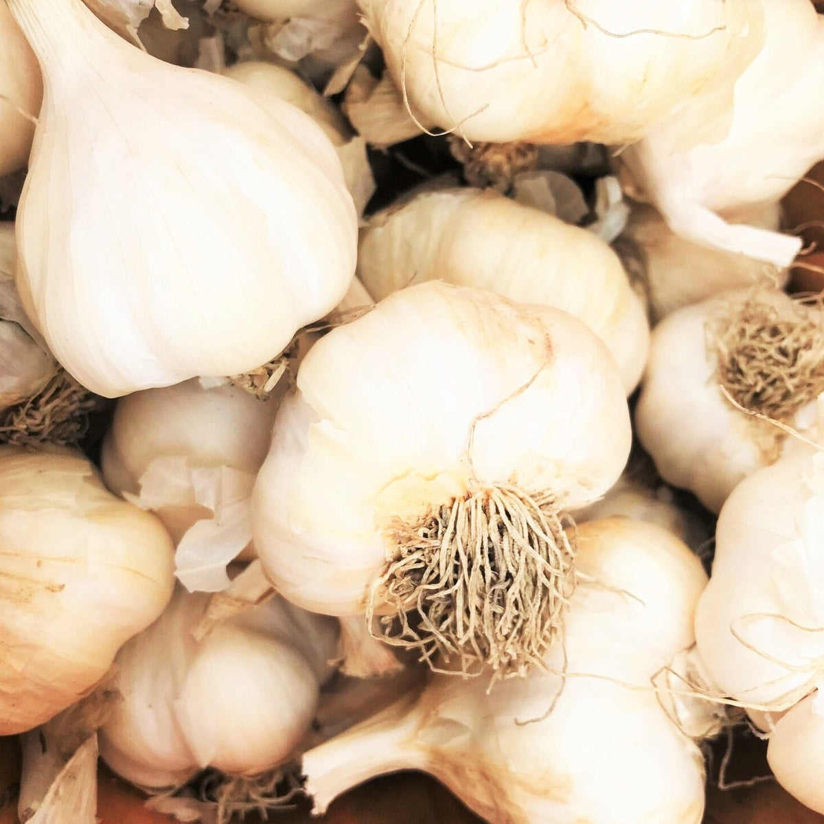 California Early Softneck Garlic Seed (Bulbs) | Garlic for Growing in ...