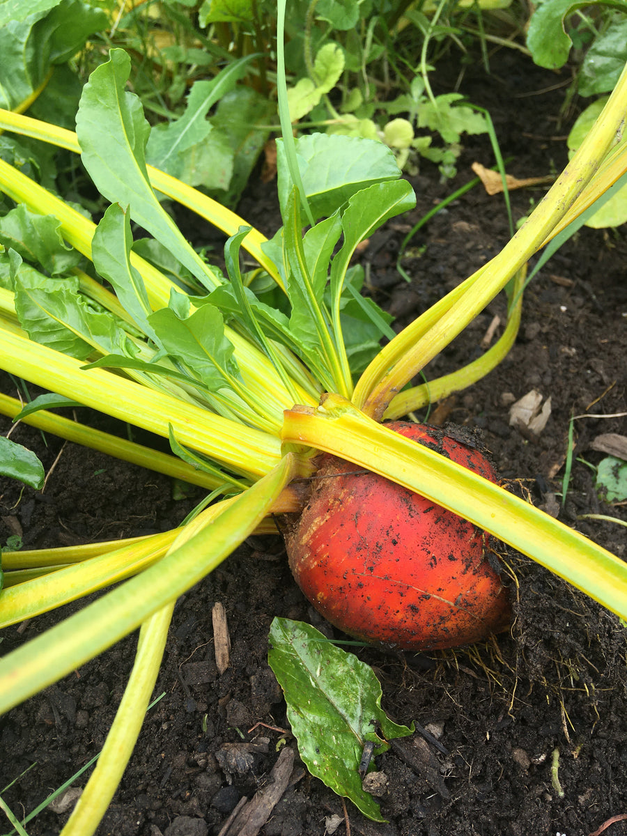 Golden Beet Seeds | Yellow Beets Orange Beetroot Gold Sunset Turnips ...